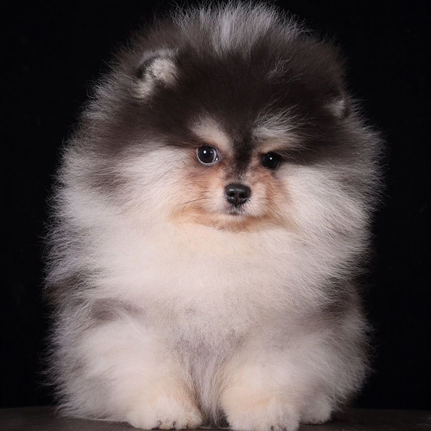 Померанский шпиц, щенок