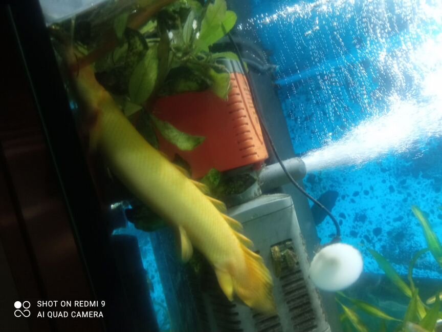 Рыба аквариумная