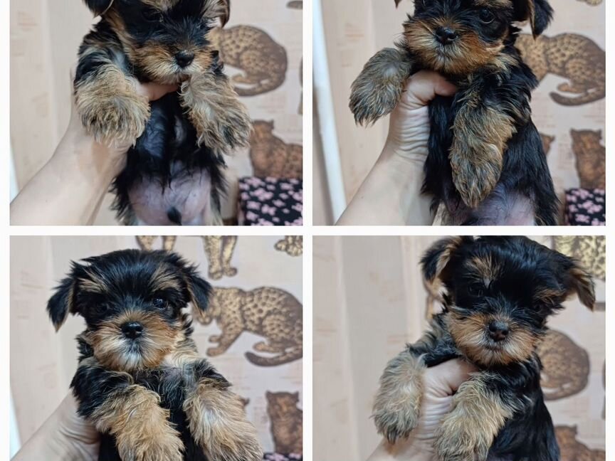 Йоркширский терьер