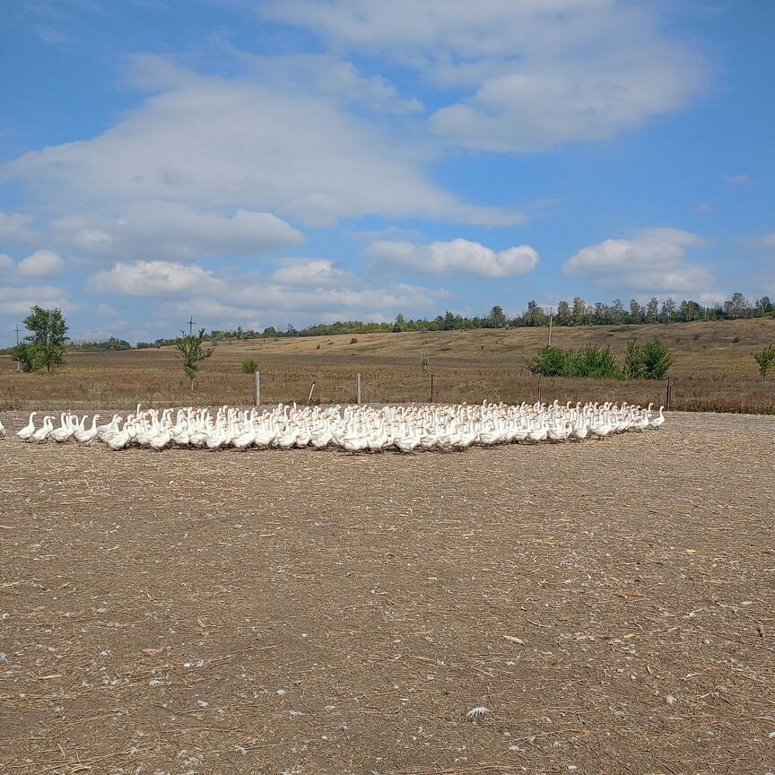 Гуси для разведения или на мясо