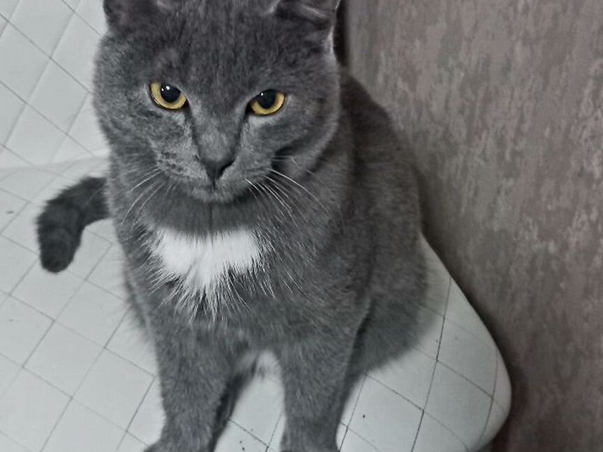 Британский котик