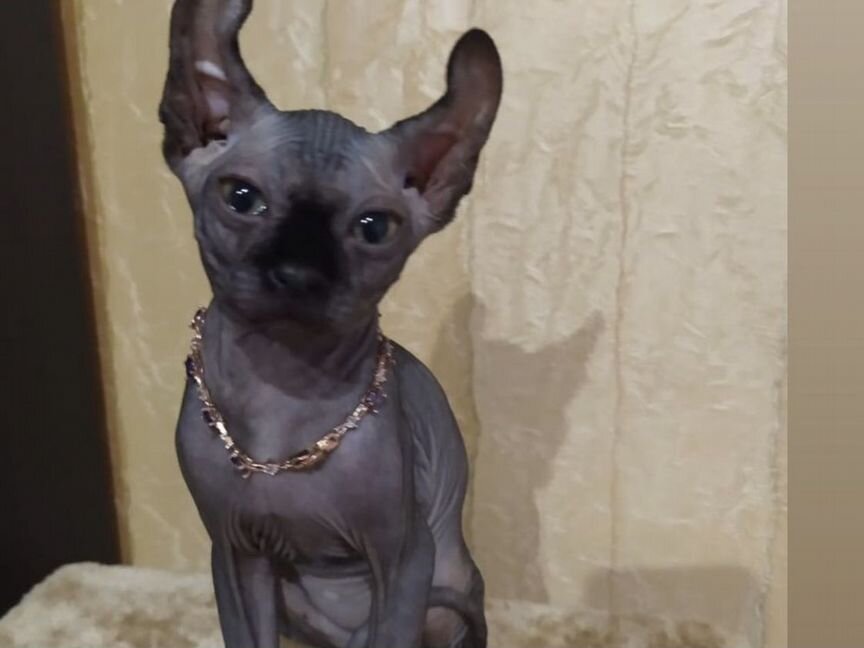 Сфинкс эльф вязка
