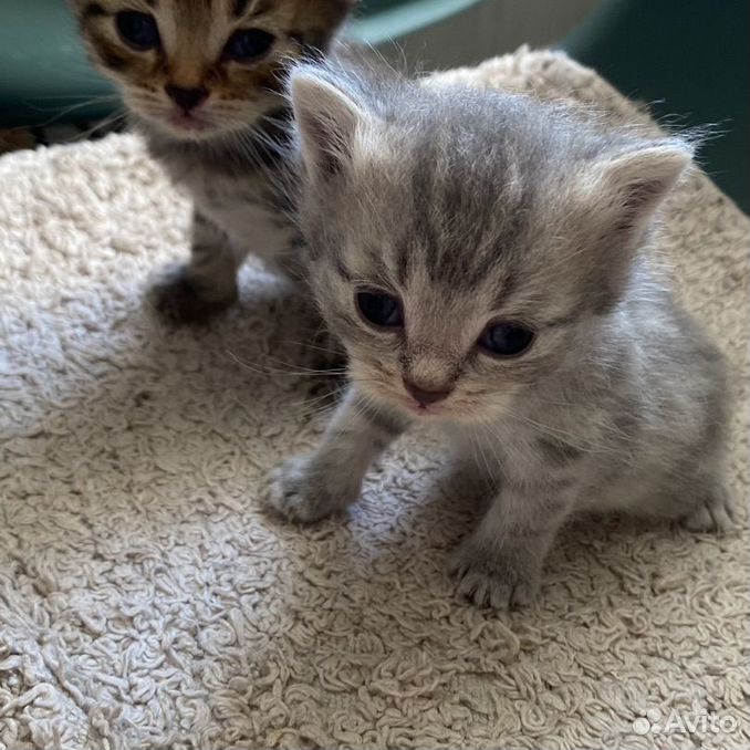 Скоттиш страйт котята