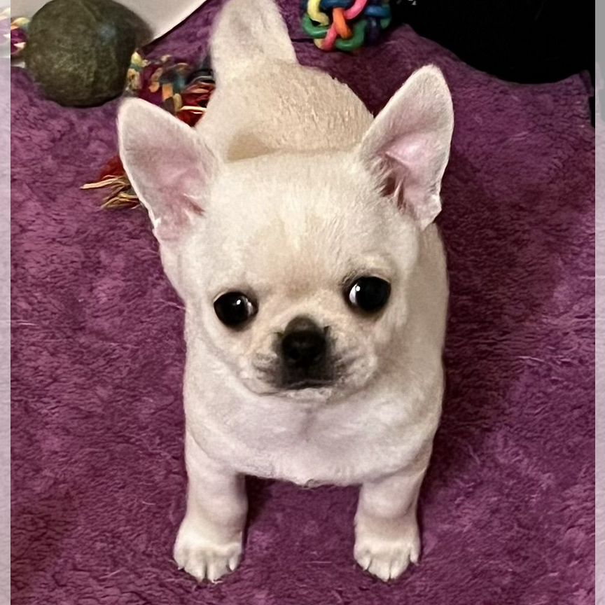 Чихуахуа, щенок