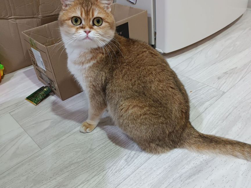 Золотая шиншилла