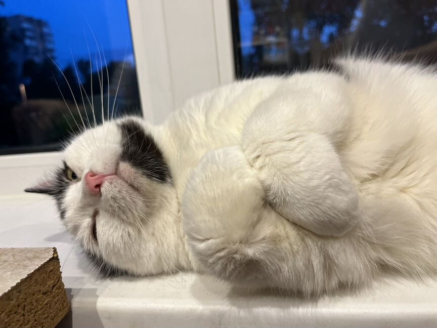 Кот