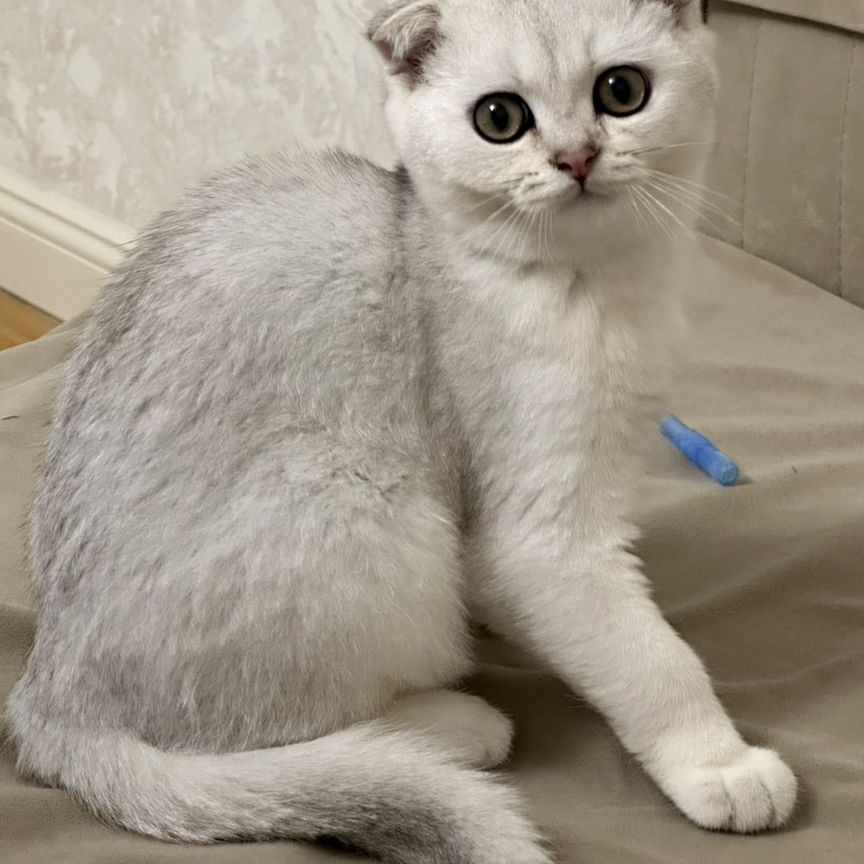 Продается котик Шиншила