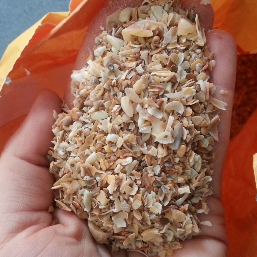Ракушка для кур