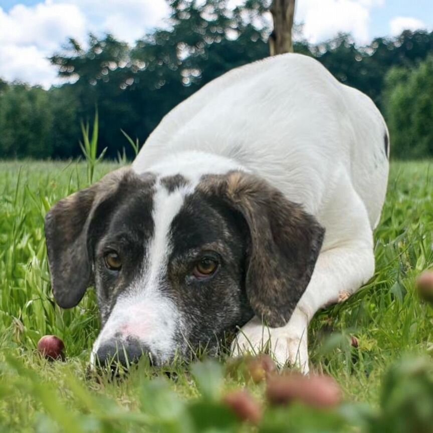 Черри собака компаньон в добрые руки