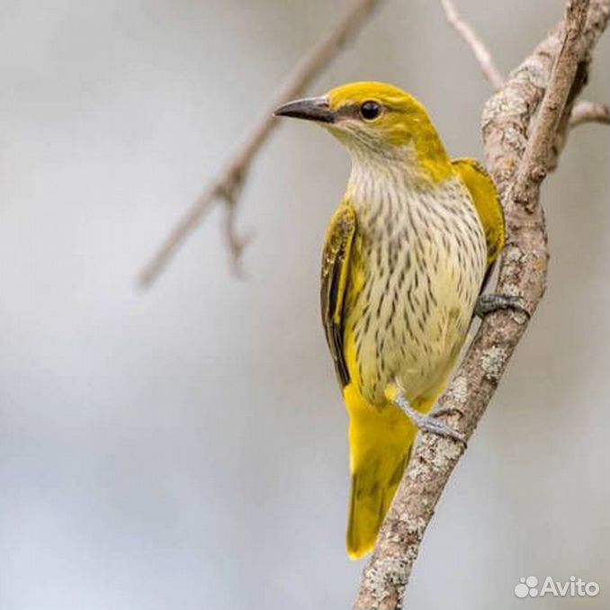 Иволга самка