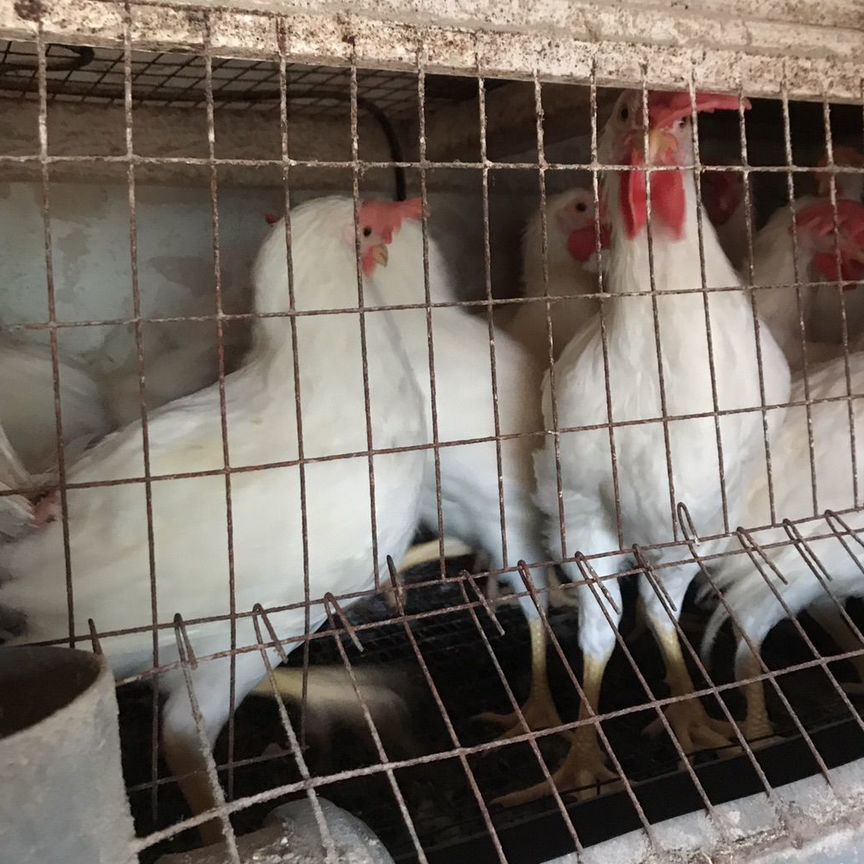 Петушки леггорн 2,5 мес