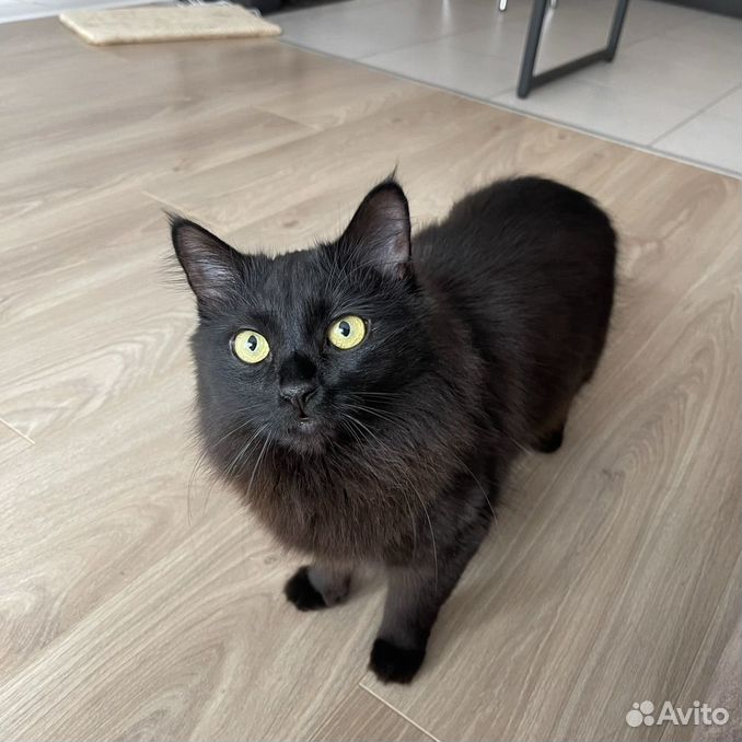 Пристраиваю двух замечательных котов в две семьи