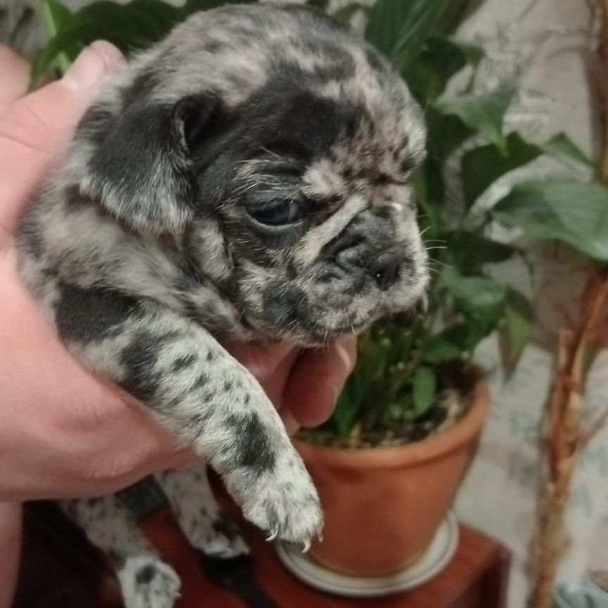 Французский бульдог щенки