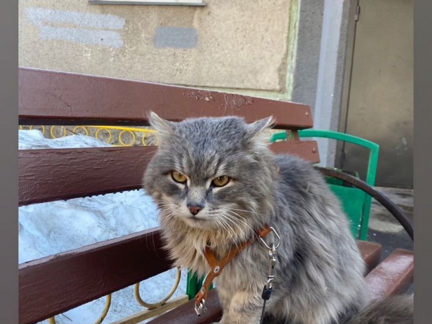 Красивый Котик в Добрую семью