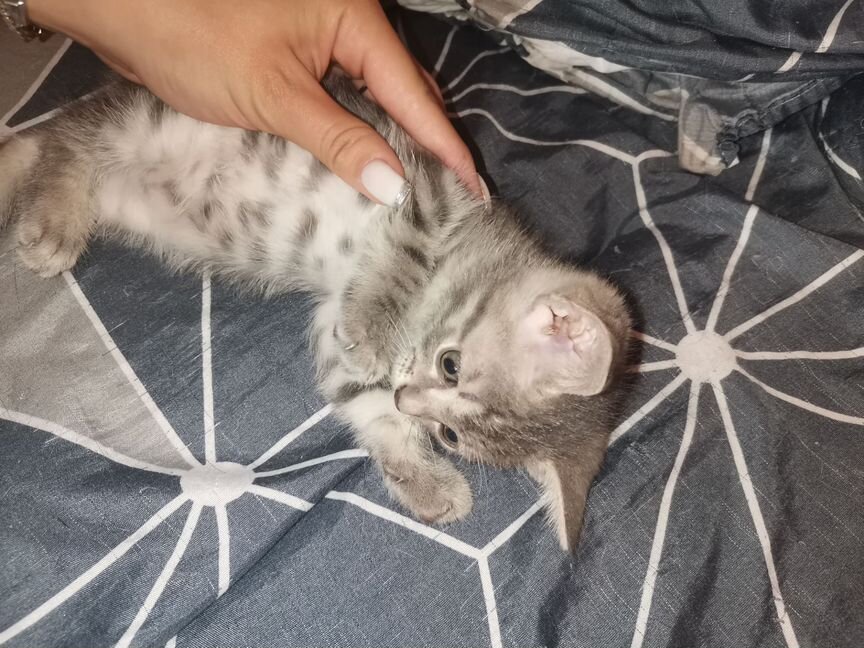 Котенок девочка в добрые руки