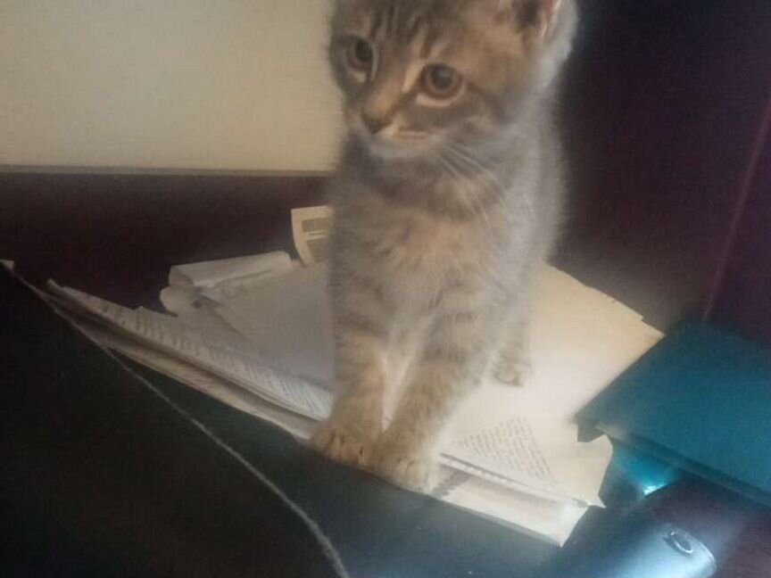 Котята в добрые руки бесплатно