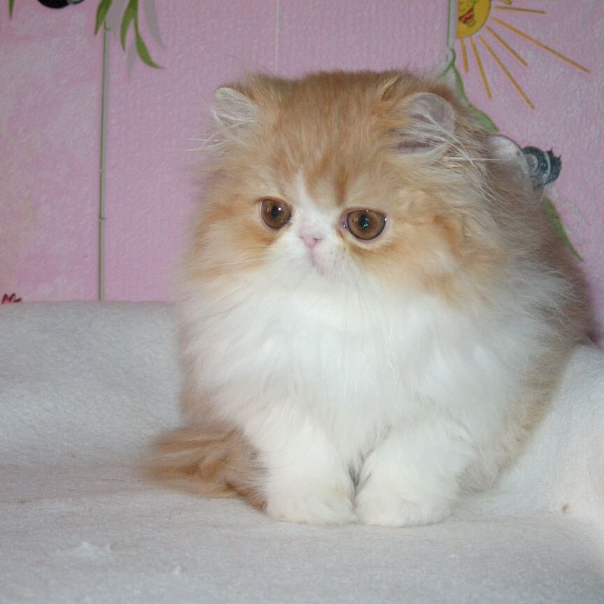 Очаровательный котик