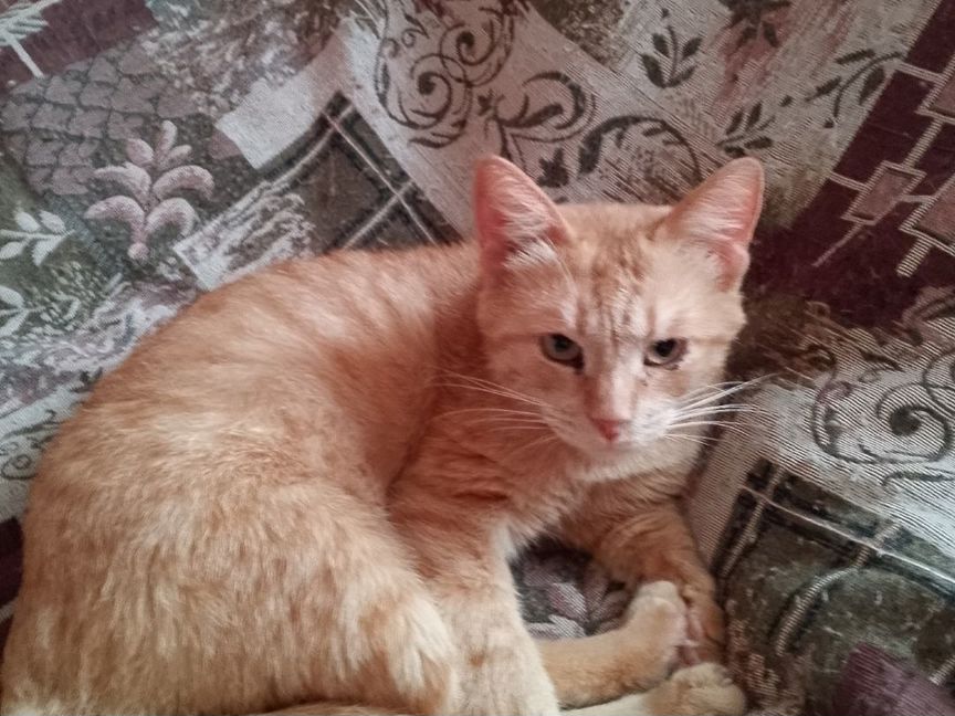 Отдам кота в добрые руки