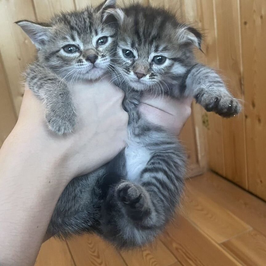 Шотландские вислоухие котята