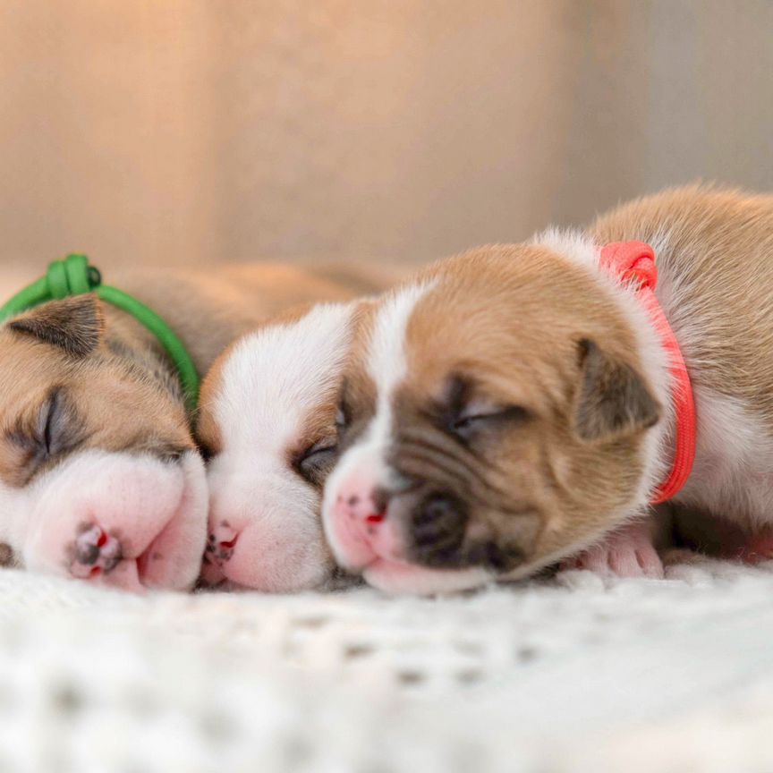 Американский стаффордширский терьер, щенок