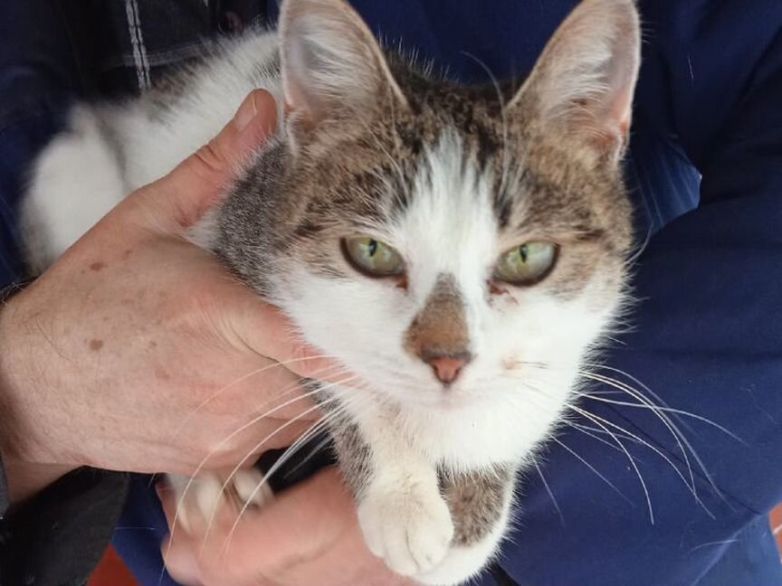 Кошки в добрые руки