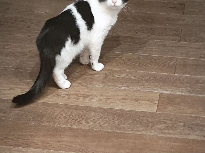 Отдам кота в хорошие руки