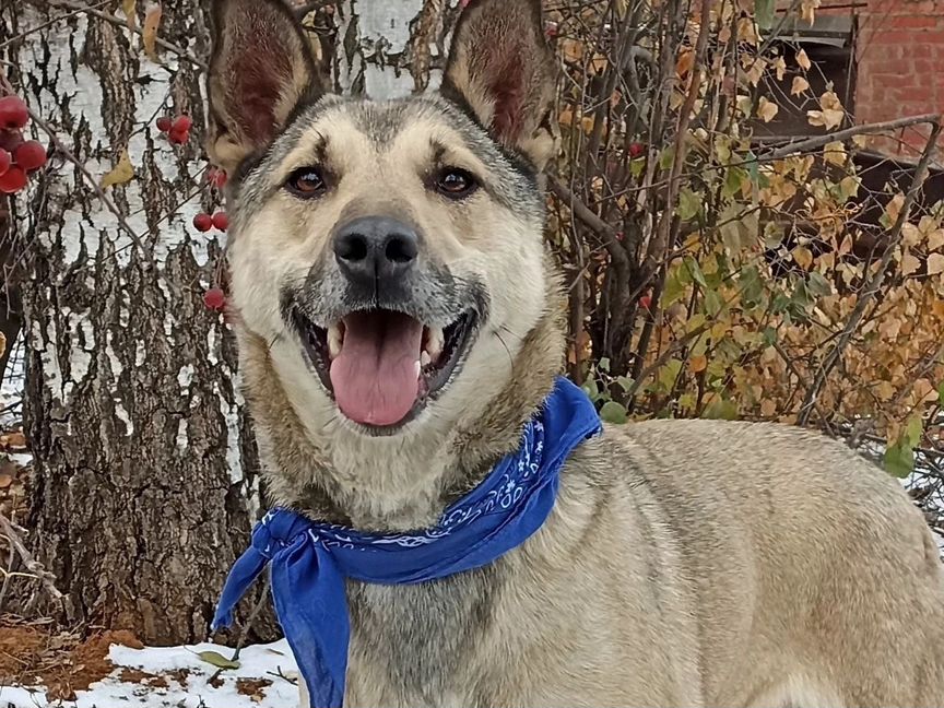 Собака в добрые руки