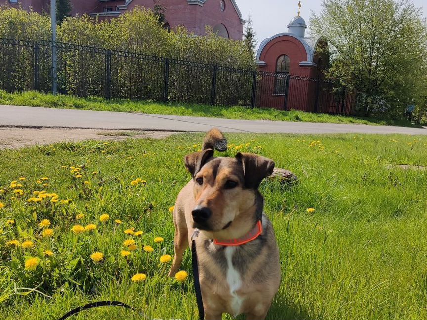 Собака в добрые руки