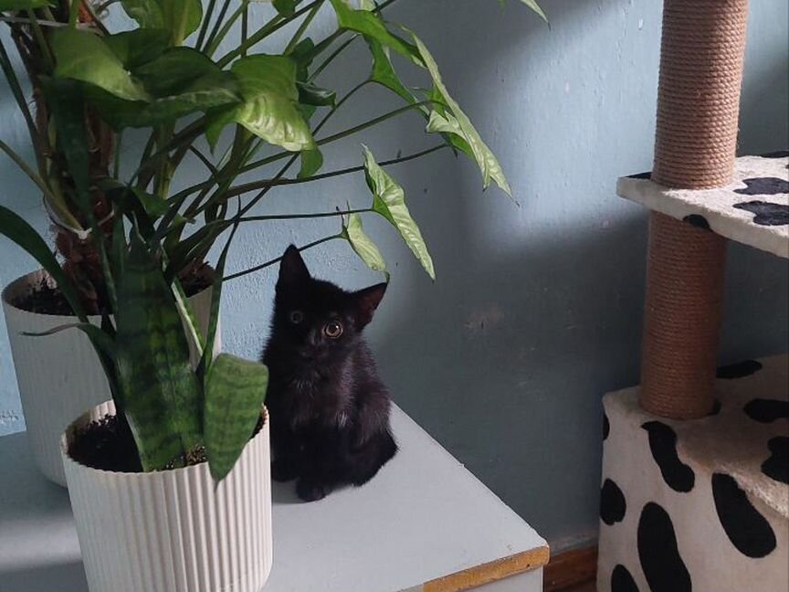 Черные кошечкин в добрые руки