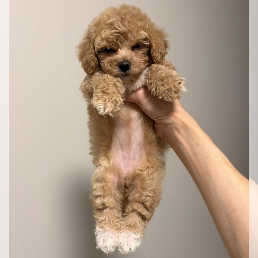 Мальтипу, щенок