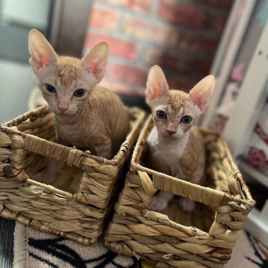 Канадский сфинкс котенок