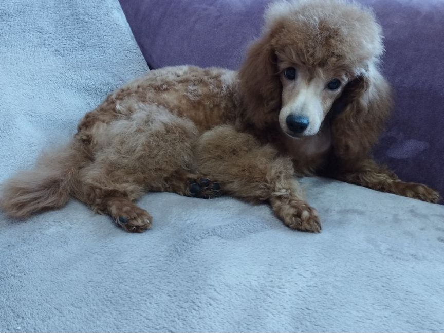 Щенок карликового пуделя