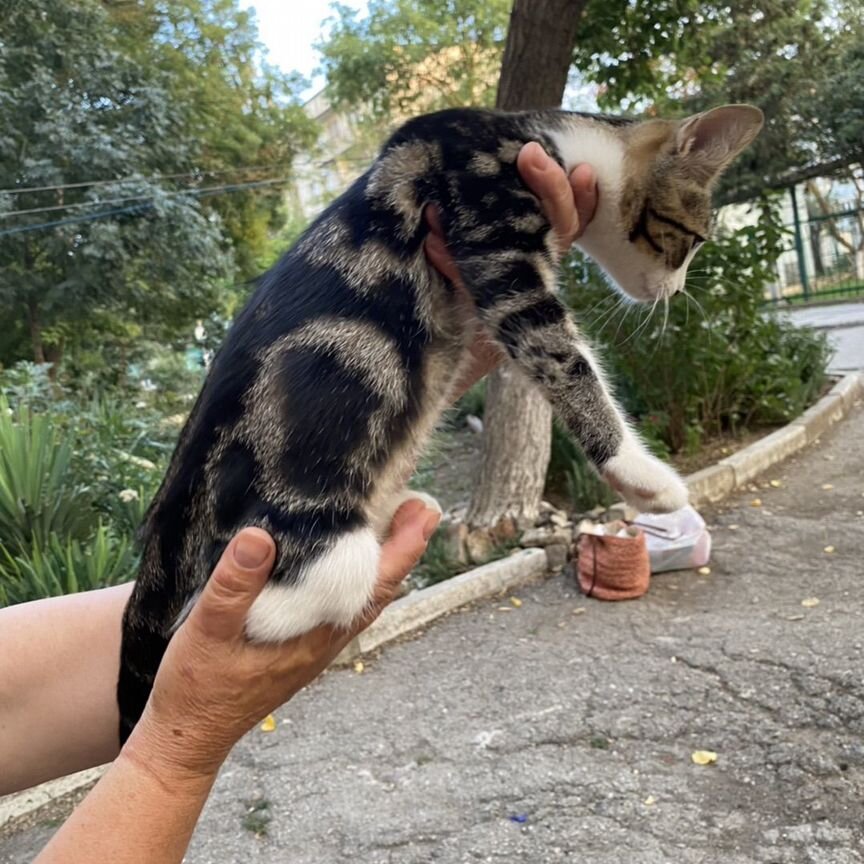 Котенок в добрые руки