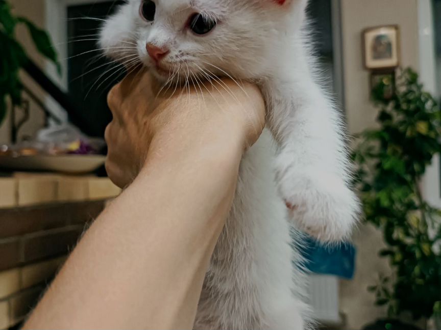Маленькая дворняжка