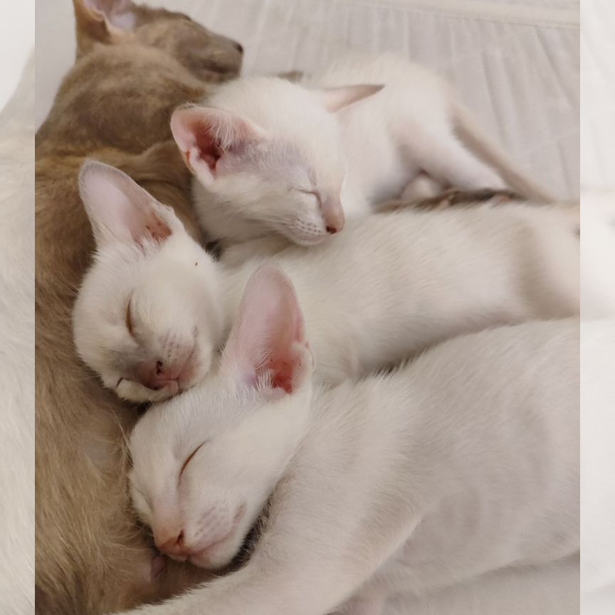 Ориентальный котёнок