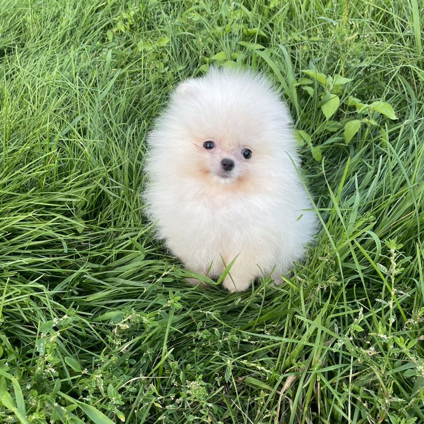 Мини мальчик одуваньчик