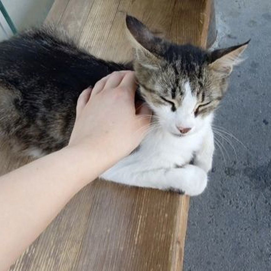 Кошечка в добрые руки