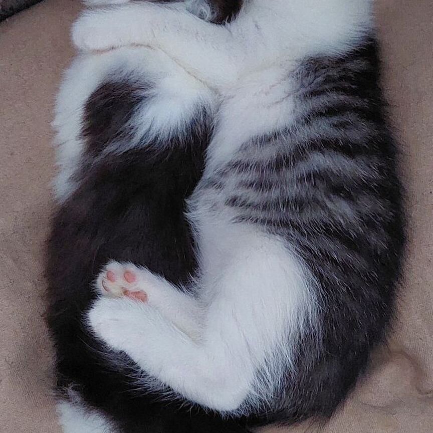 Котята в добрые руки бесплатно