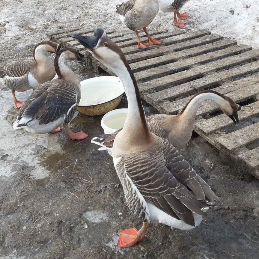 Китайские гуси, 11 месяцев