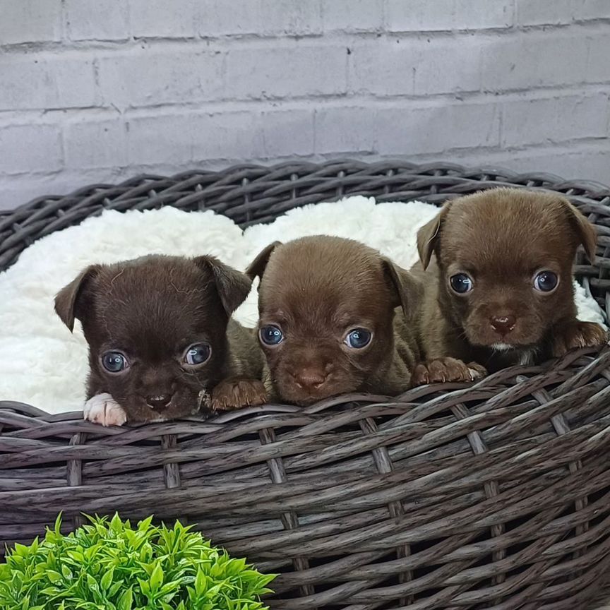 Чихуахуа, щенок