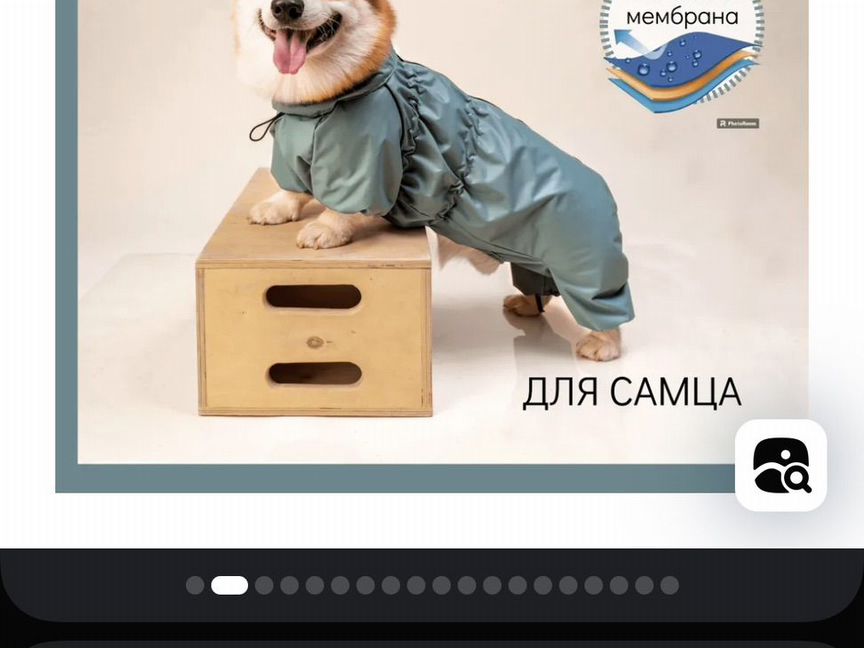 Комбинезон для корги самца размер 50