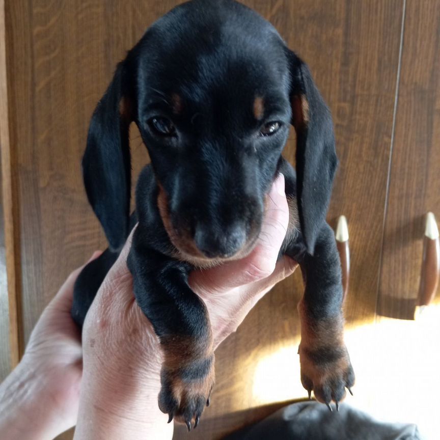 Такса девочка