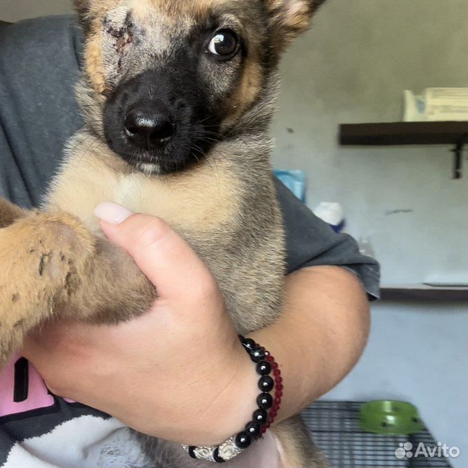 Особенный щенок Черри