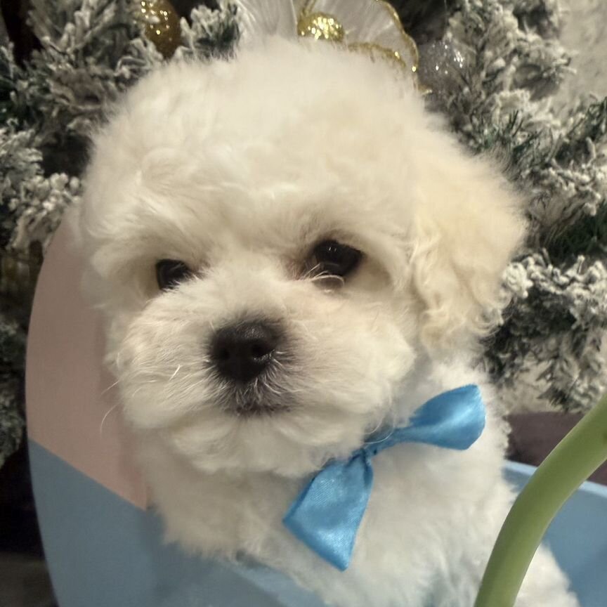 Бишон фризе, щенок