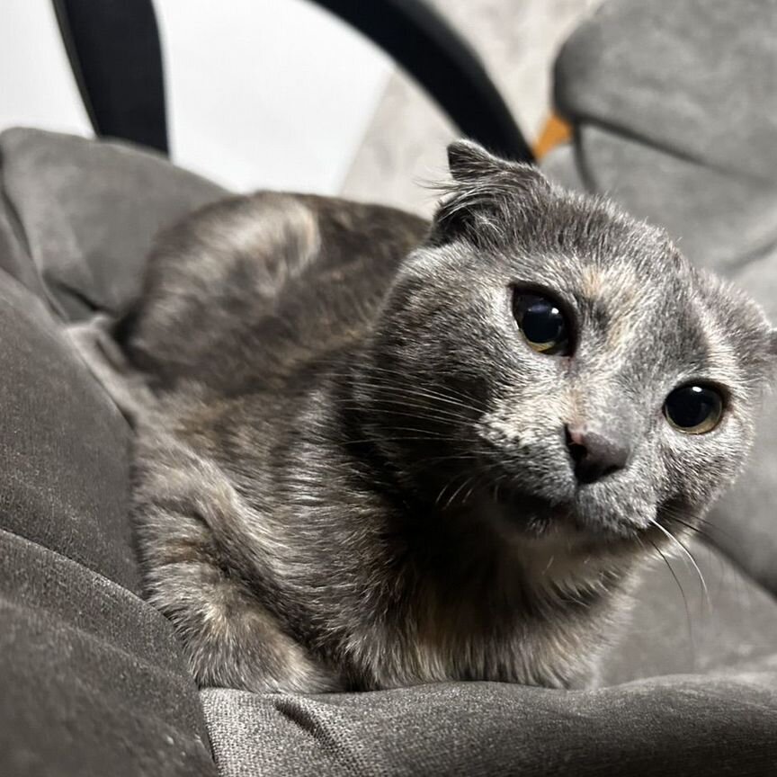 Шотландский вислоухий длинношёрстный котёнок