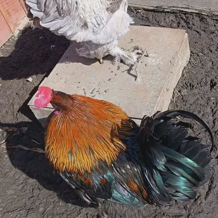 Петух брама