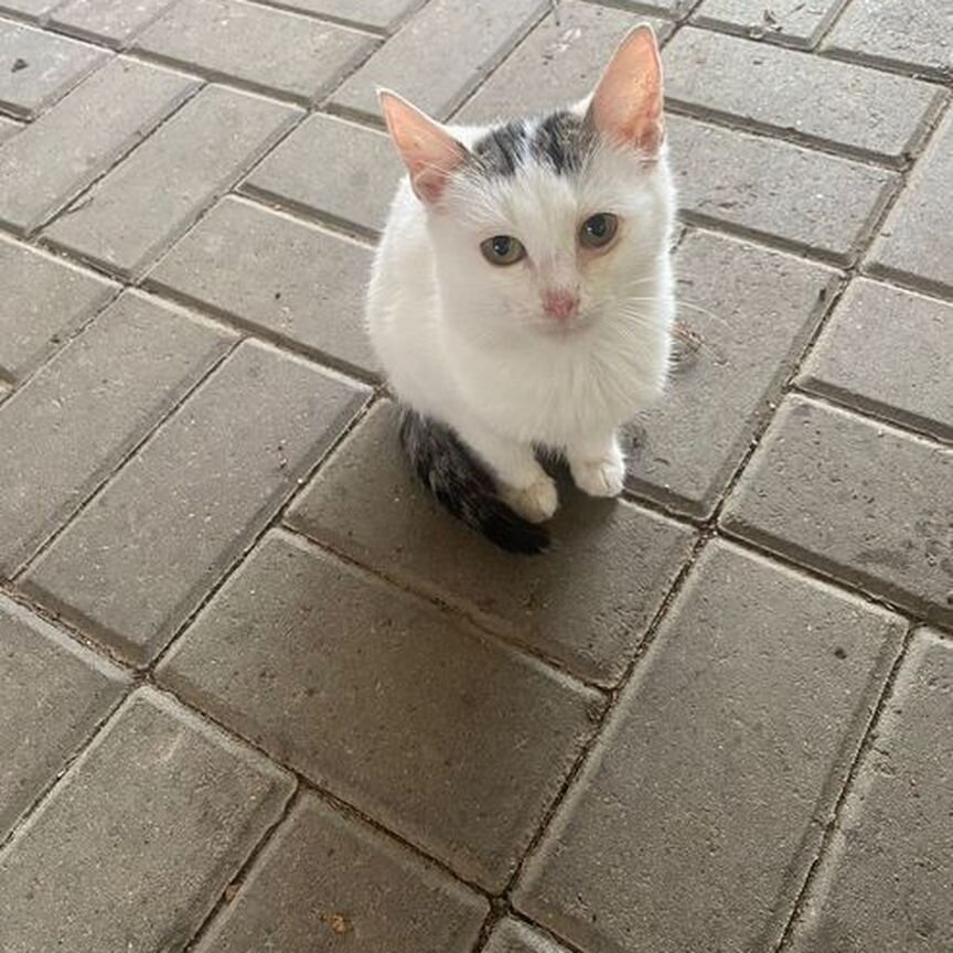 Белого котёнка в добрые руки