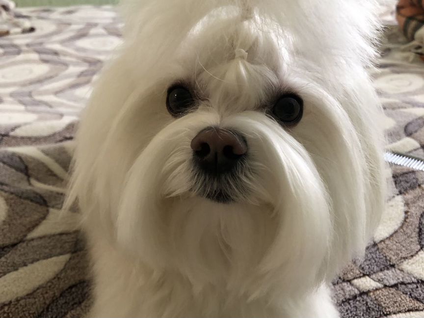 Мальтийская болонка вязка