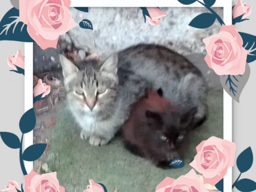 Котенок Миша ищет дом )