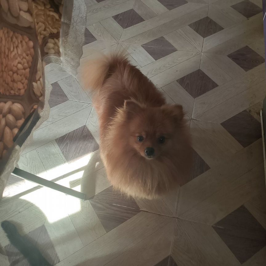 Померанский шпиц